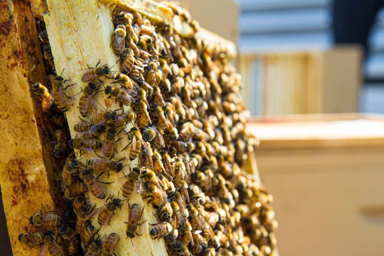 Les abeilles d'Alvéole sur le toit | Centre des congrès de Québec